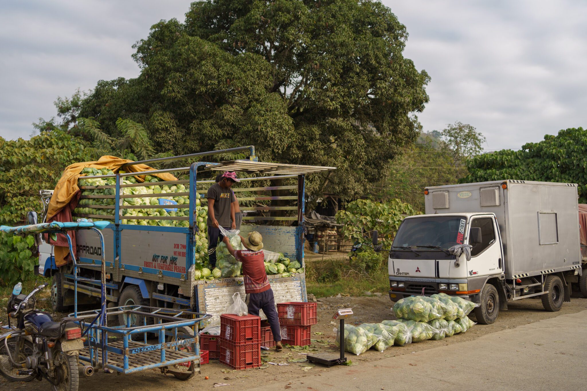 How Food Banks Source Fresh Produce from Farmers | The Global ...