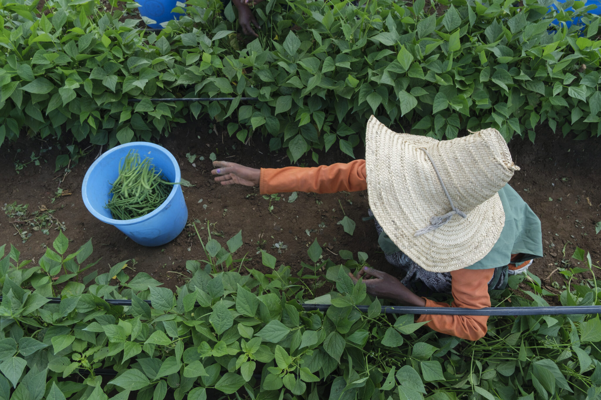 Agricultural Recovery Ethiopian Food Bank and Community